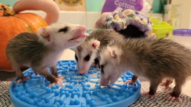 Baby Opossums - Primarily Possums