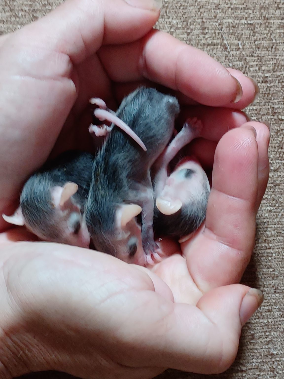 Baby Opossums - Primarily Possums