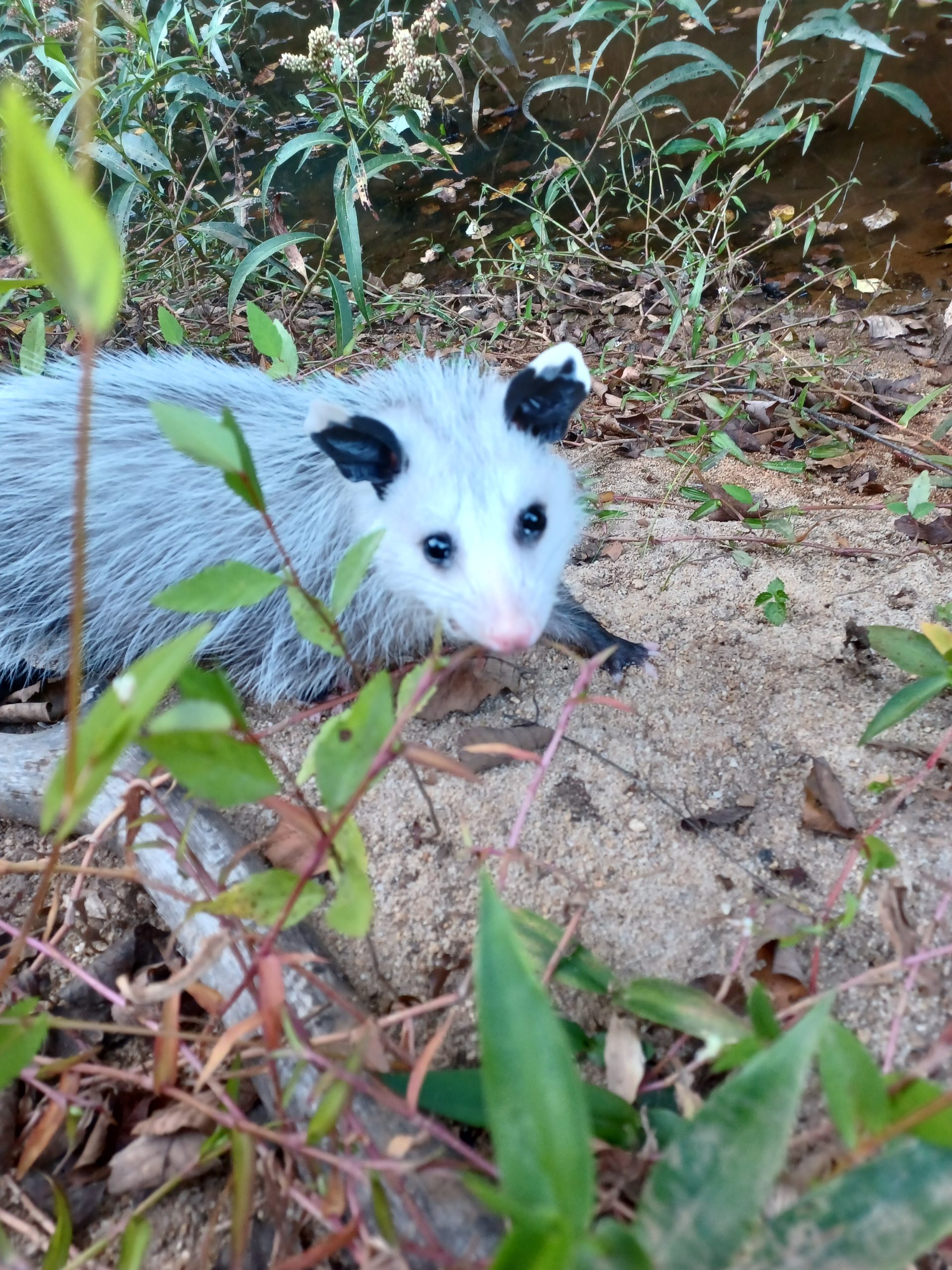 Goodbye Babies - Primarily Possums