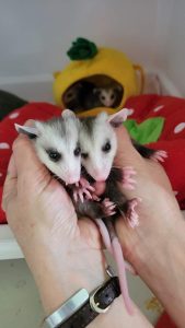 Baby Opossums - Primarily Possums