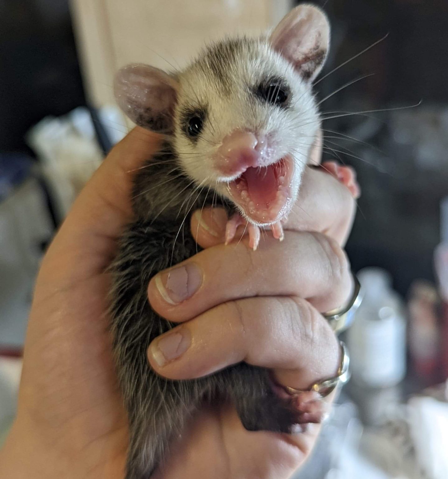 Baby Opossums - Primarily Possums