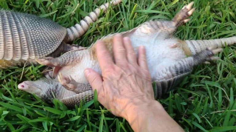 Armadillos- fascinating dinosaurs - Primarily Possums