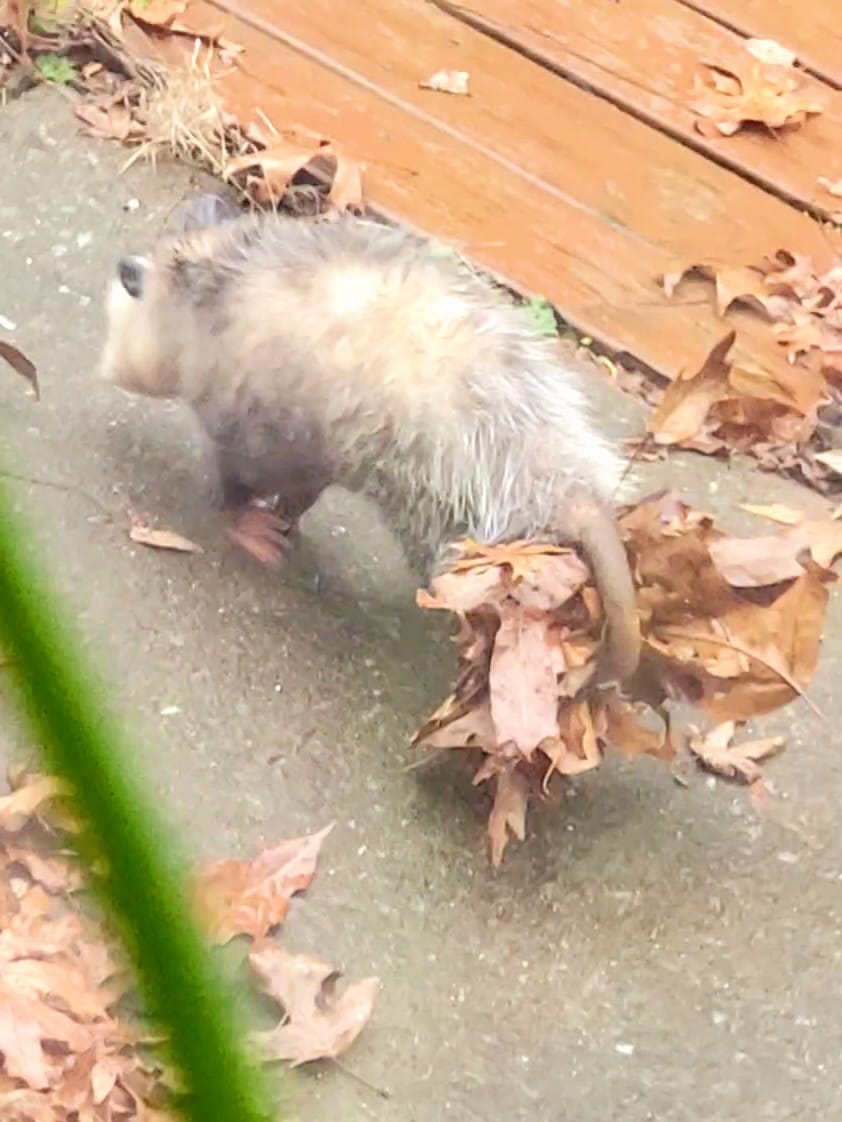 Wildlife habitat in your yard - Primarily Possums