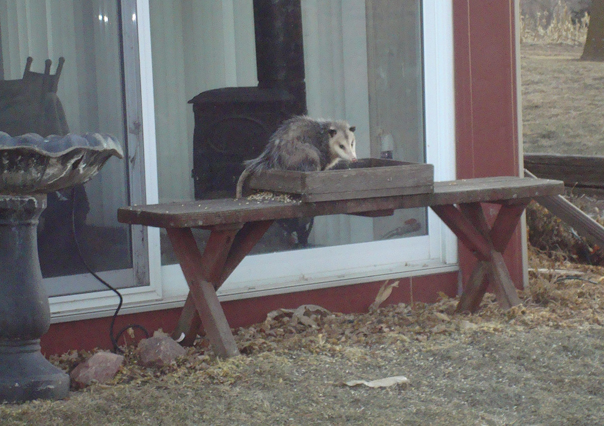 Wildlife habitat in your yard - Primarily Possums