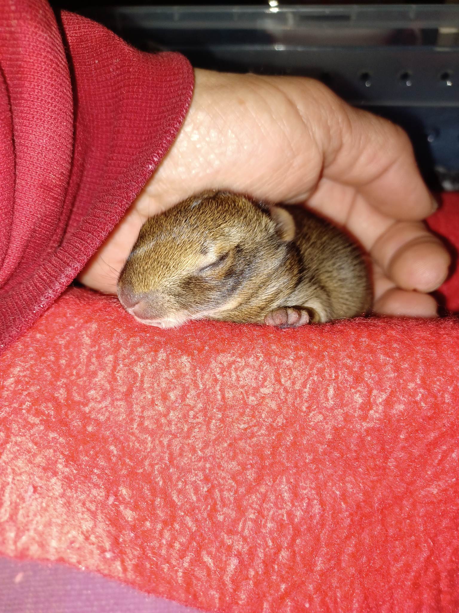 Baby season starts with a boing! - Primarily Possums