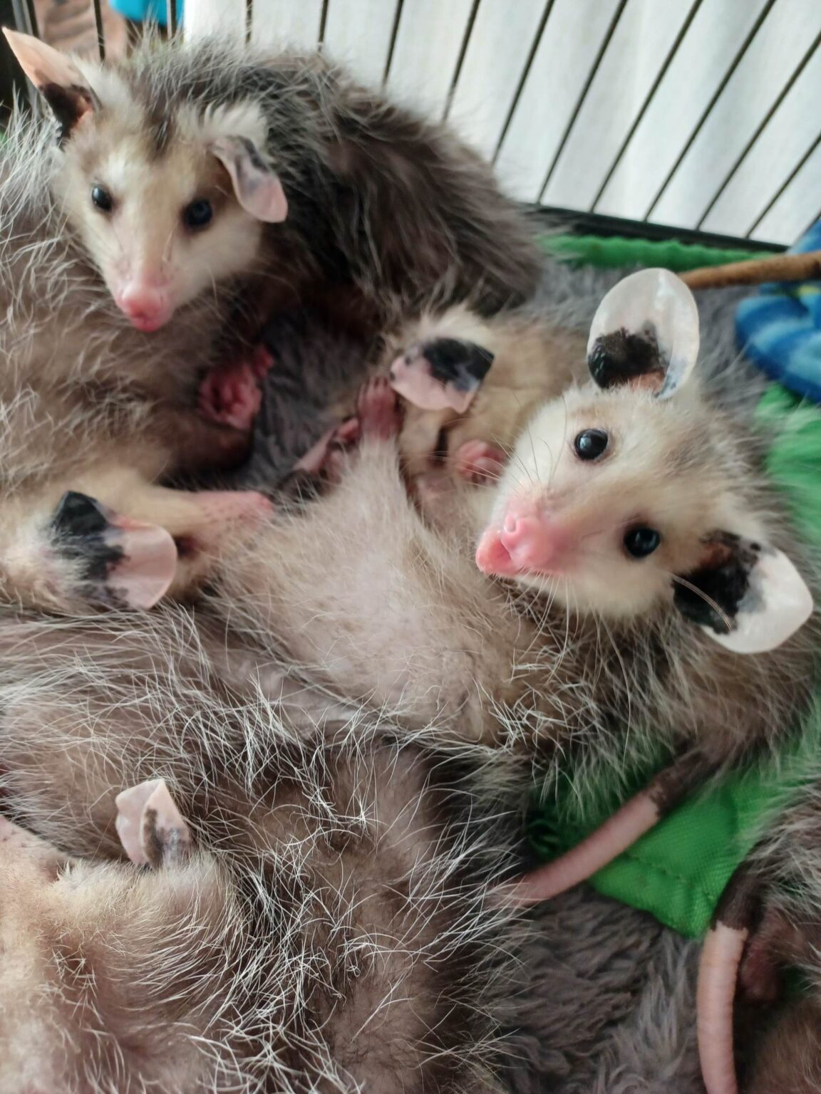This Week In Wildlife - Primarily Possums