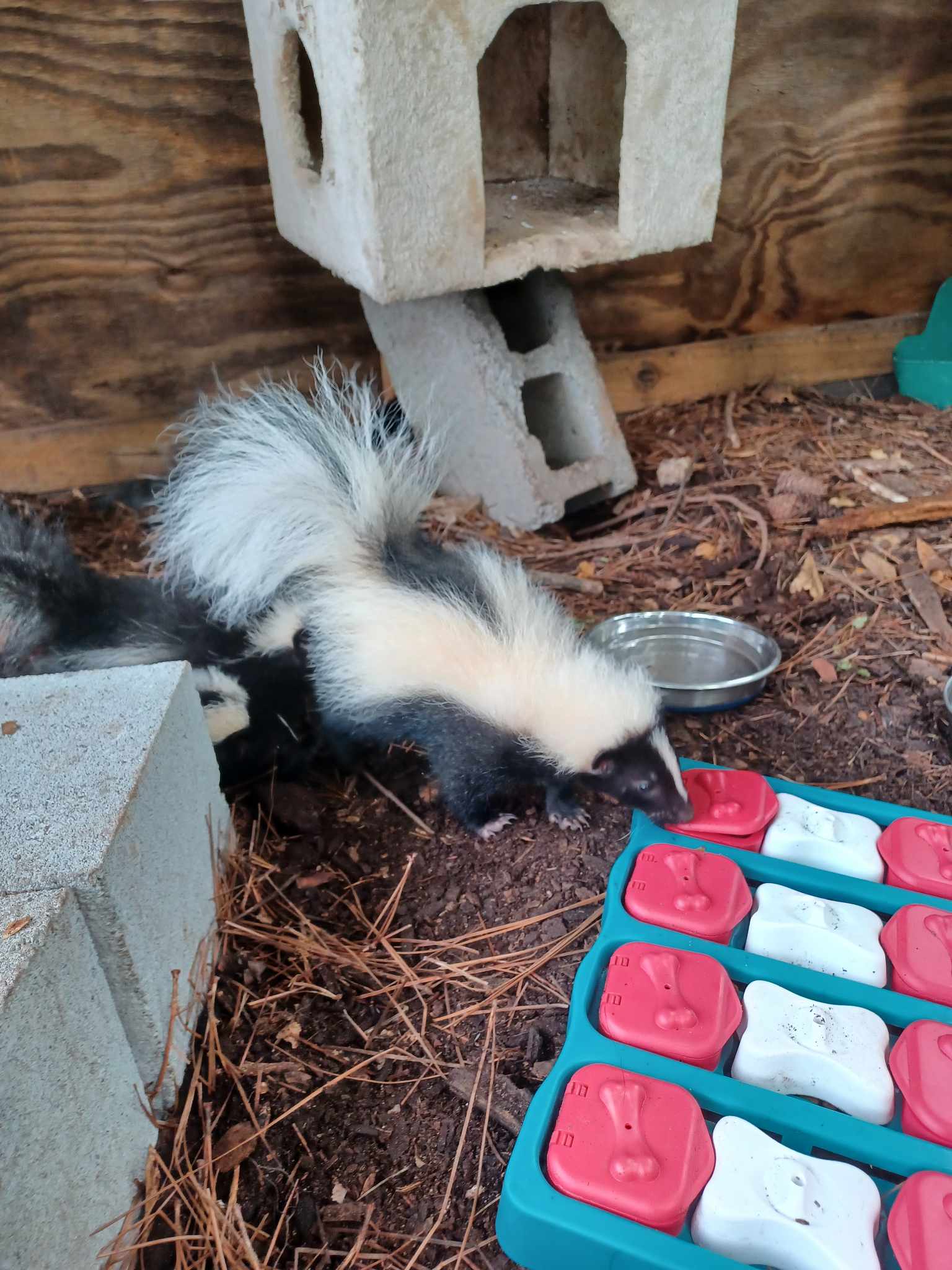 The skunks! - Primarily Possums