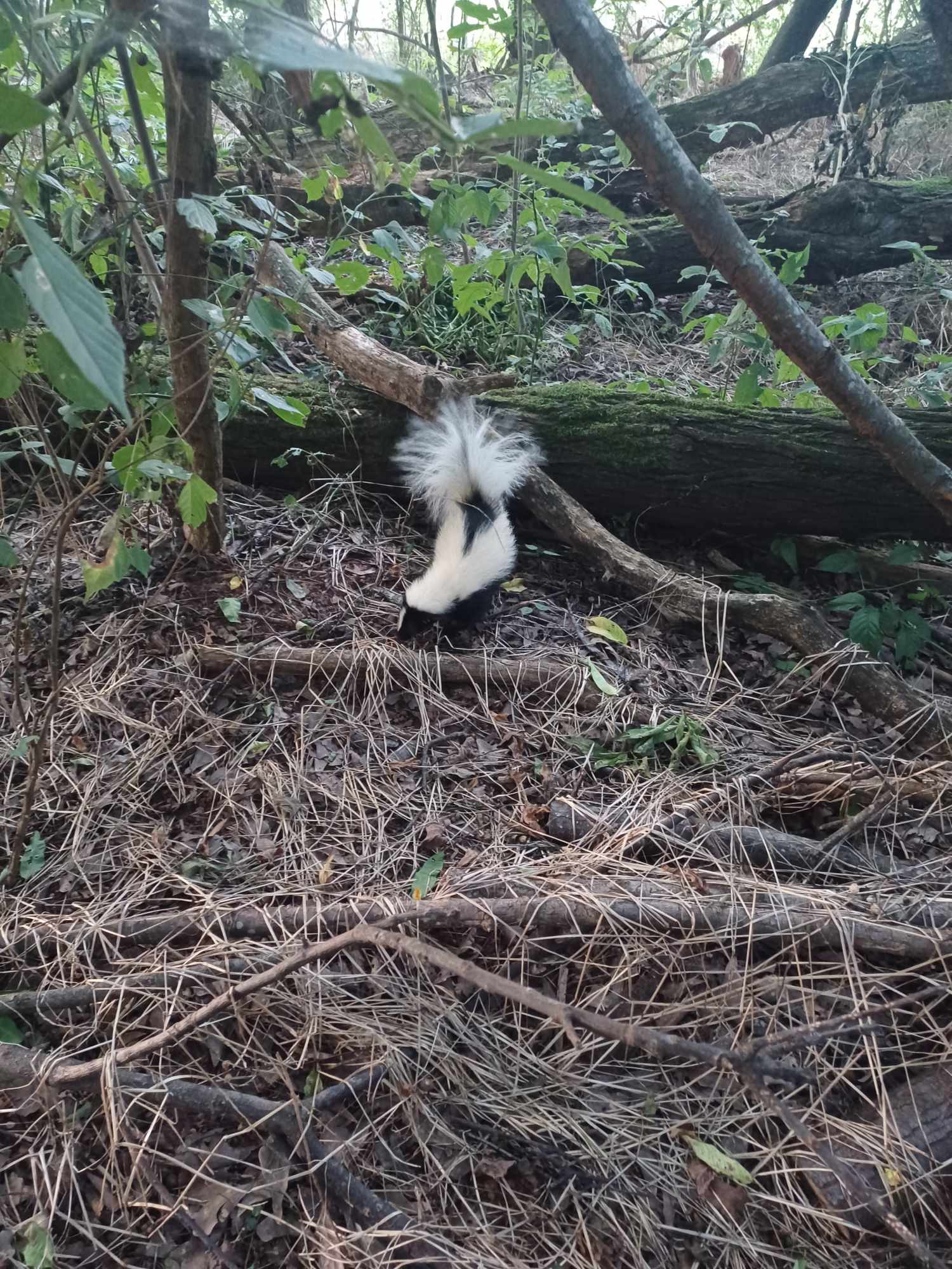 The skunks! - Primarily Possums