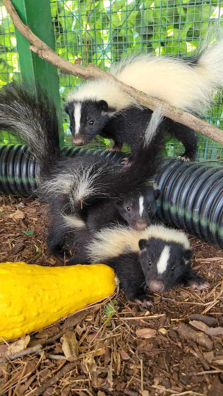 The skunks! - Primarily Possums