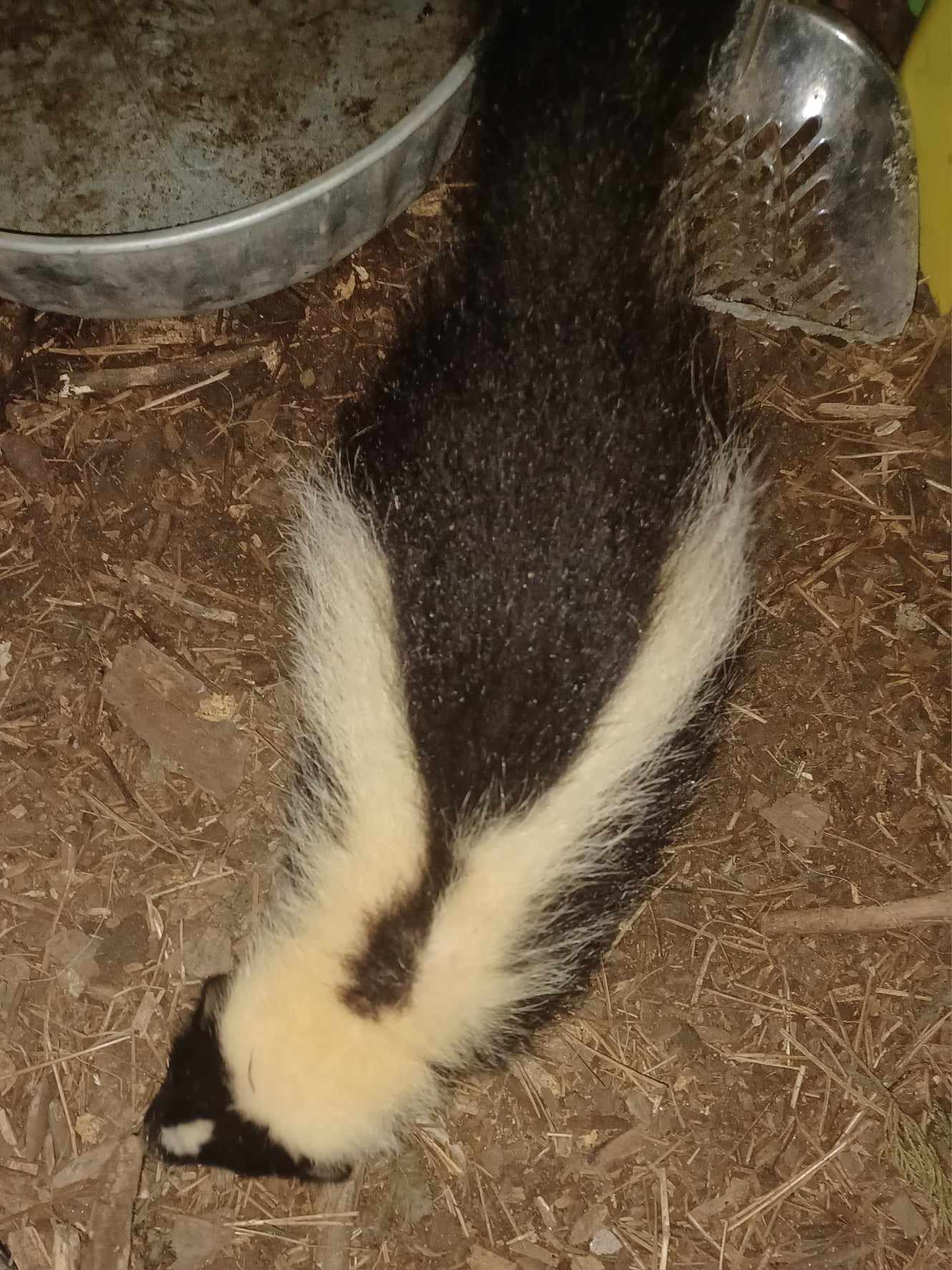 The skunks! - Primarily Possums