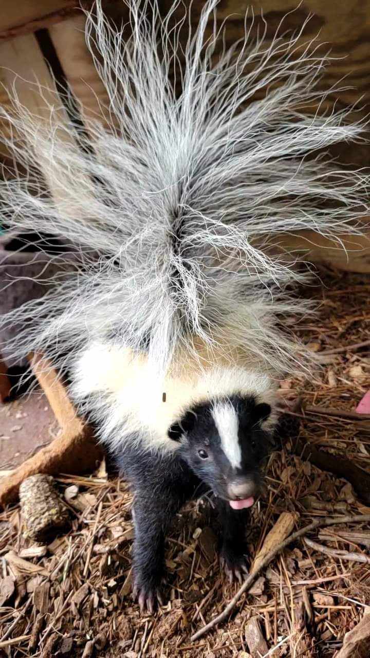 The skunks! - Primarily Possums