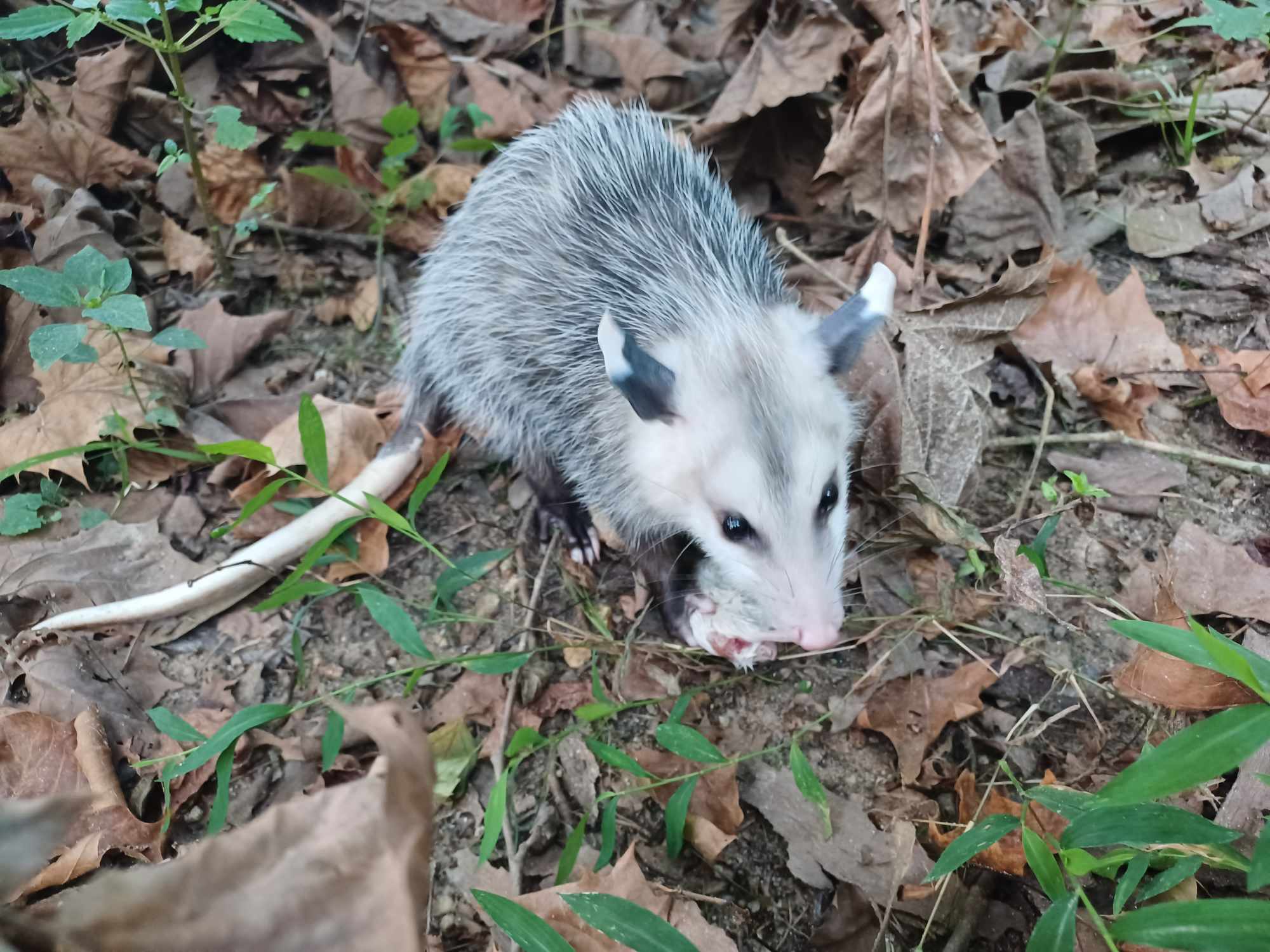 A difficult release - Primarily Possums