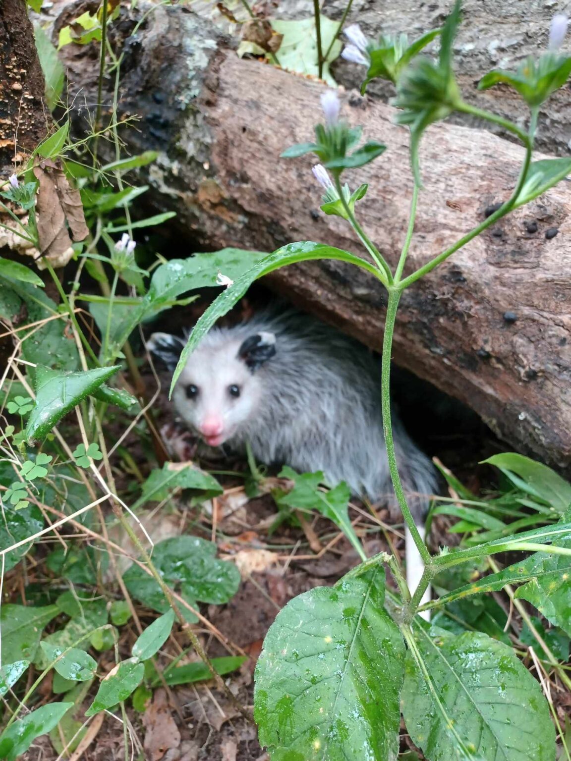 This Week In Wildlife - Primarily Possums
