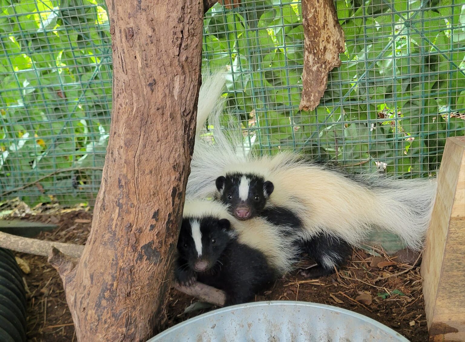 The skunks! - Primarily Possums