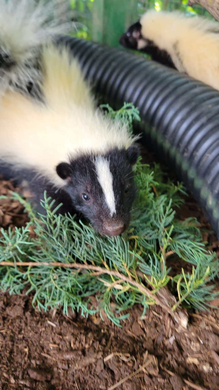 The skunks! - Primarily Possums