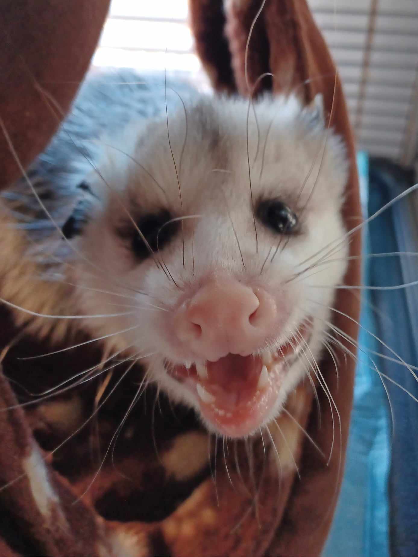 November 26 - December 3, 2023 - Primarily Possums