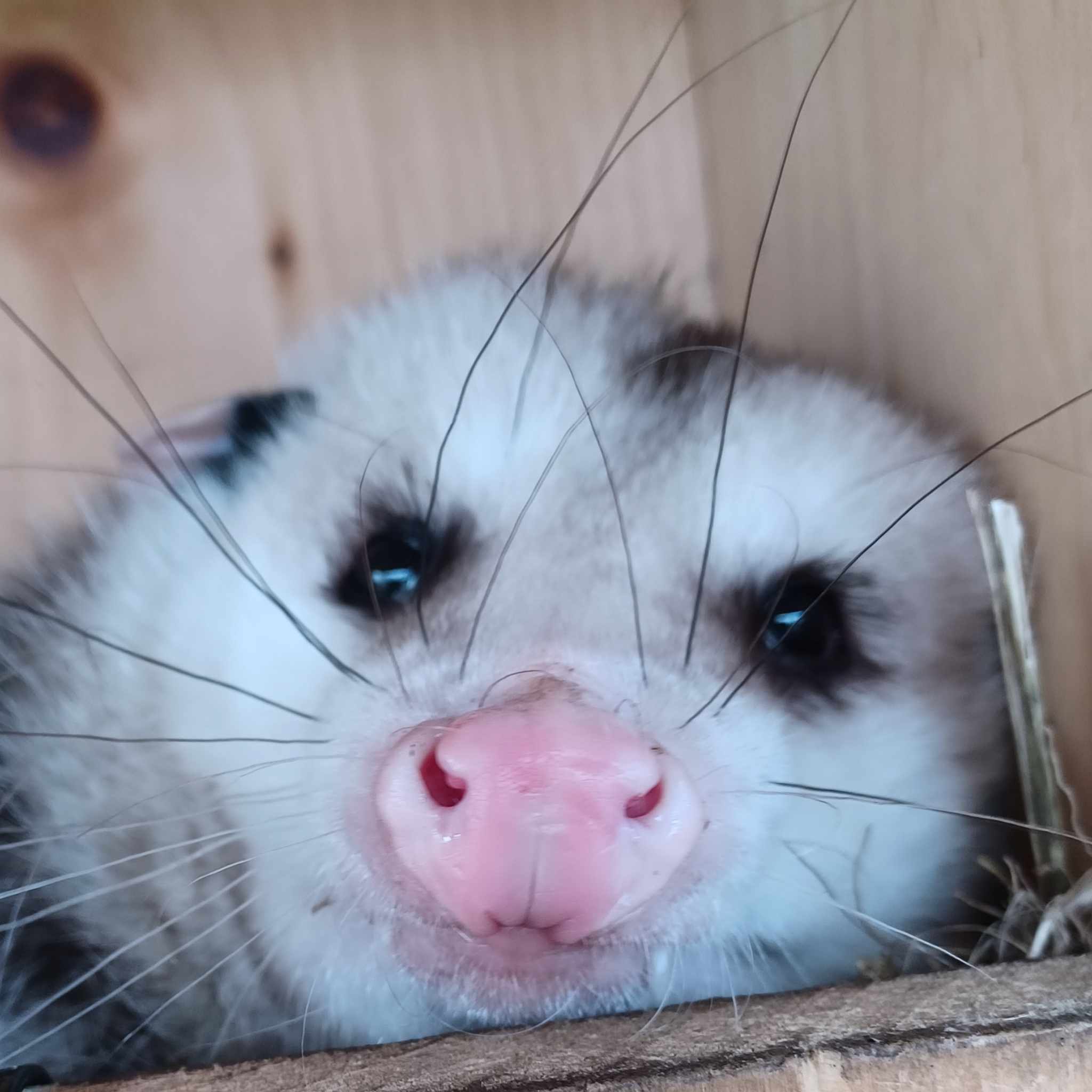 This Week In Wildlife - Primarily Possums