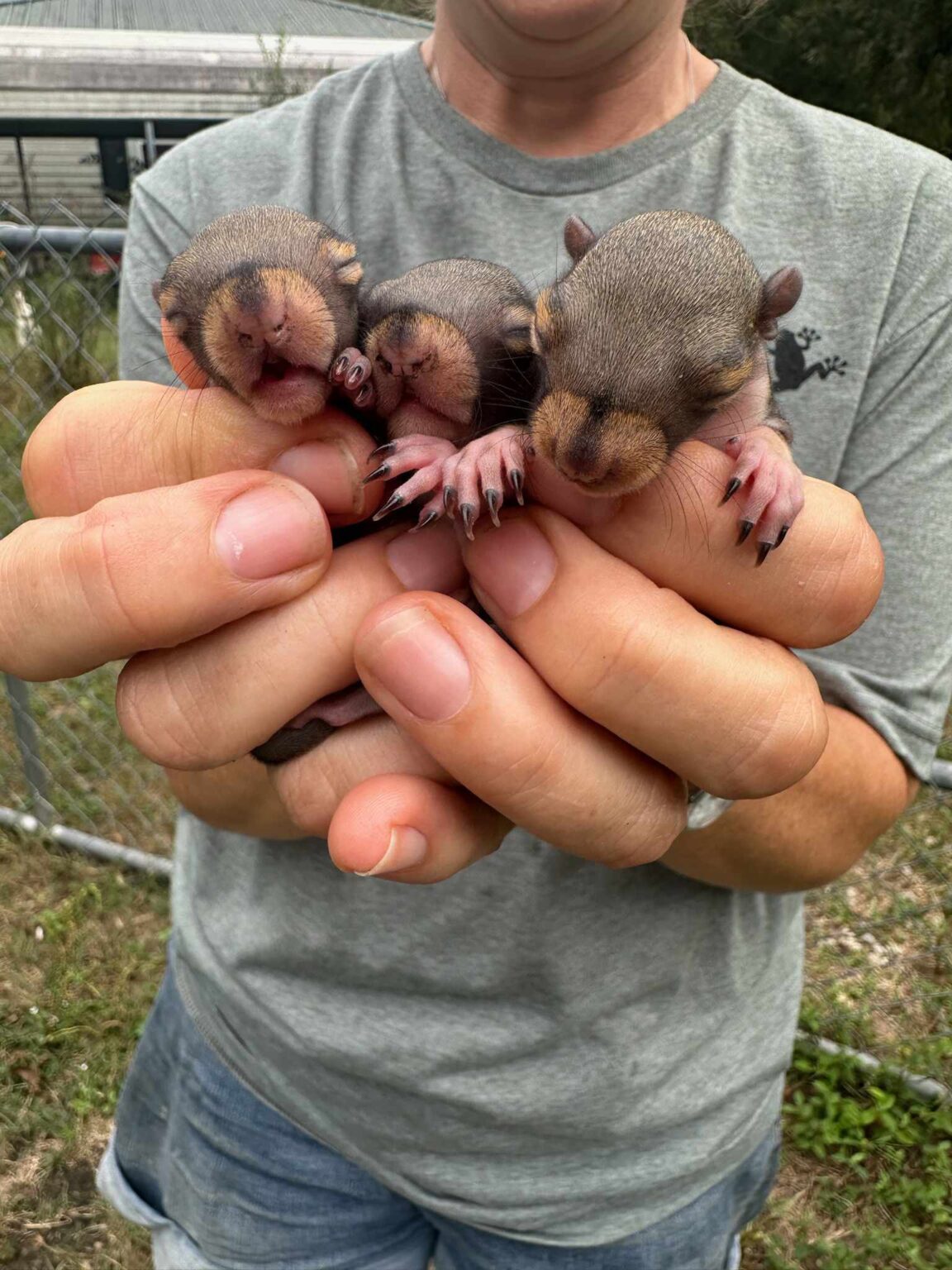 This Week In Wildlife - Primarily Possums