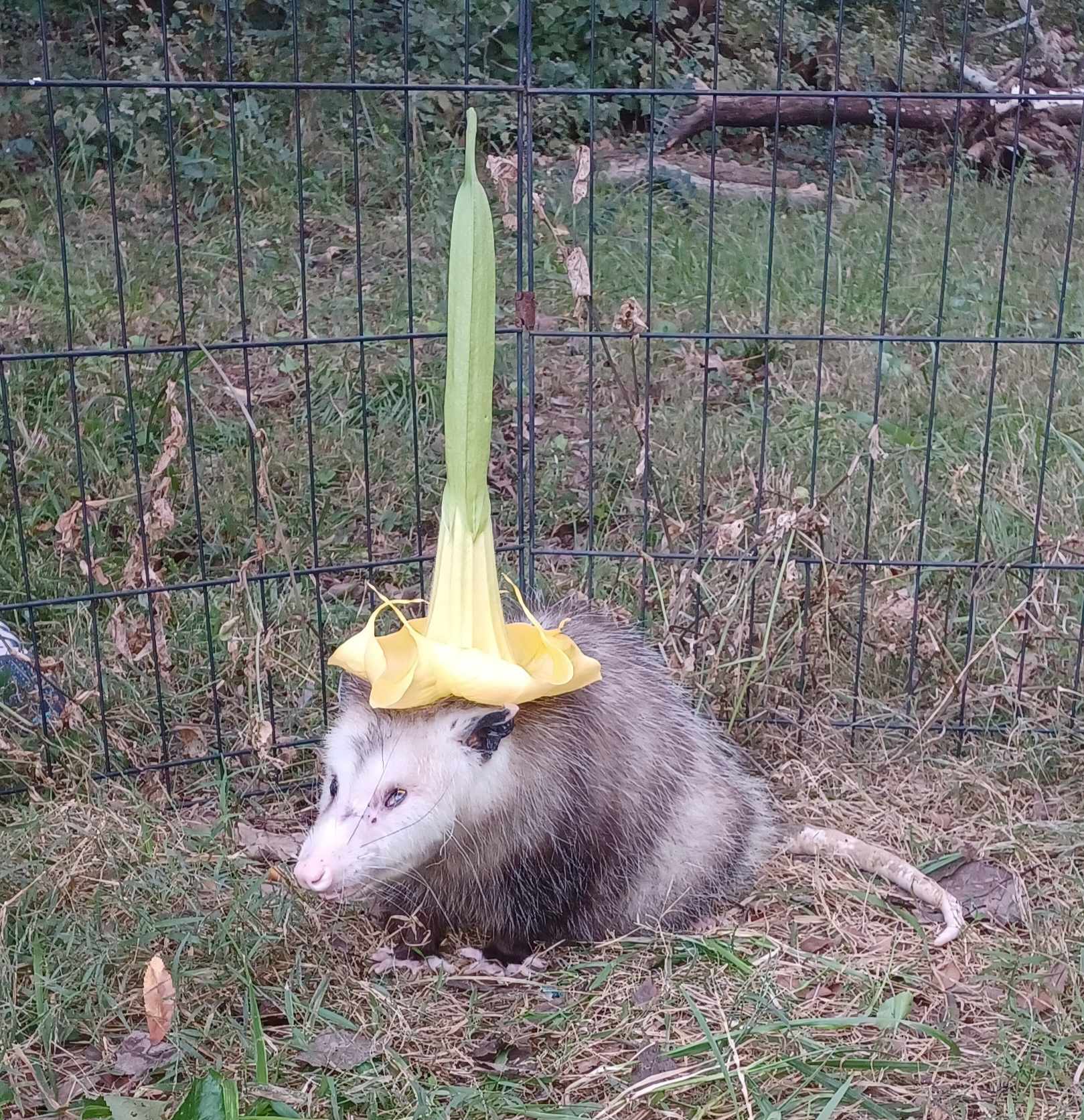 October 14, 2024-October 20, 2024 - Primarily Possums