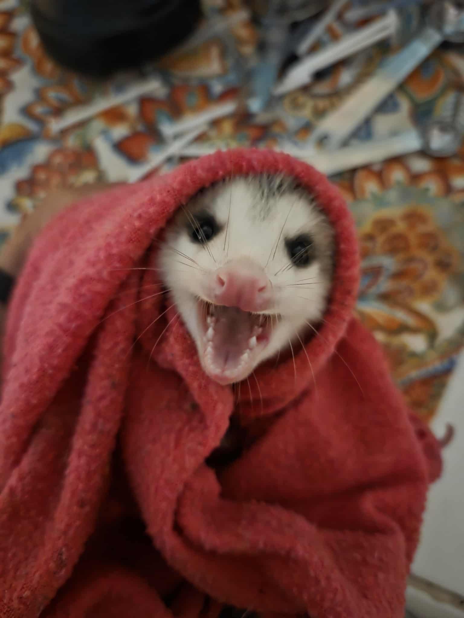 August 31, 2025 - September 7, 2025 - Primarily Possums