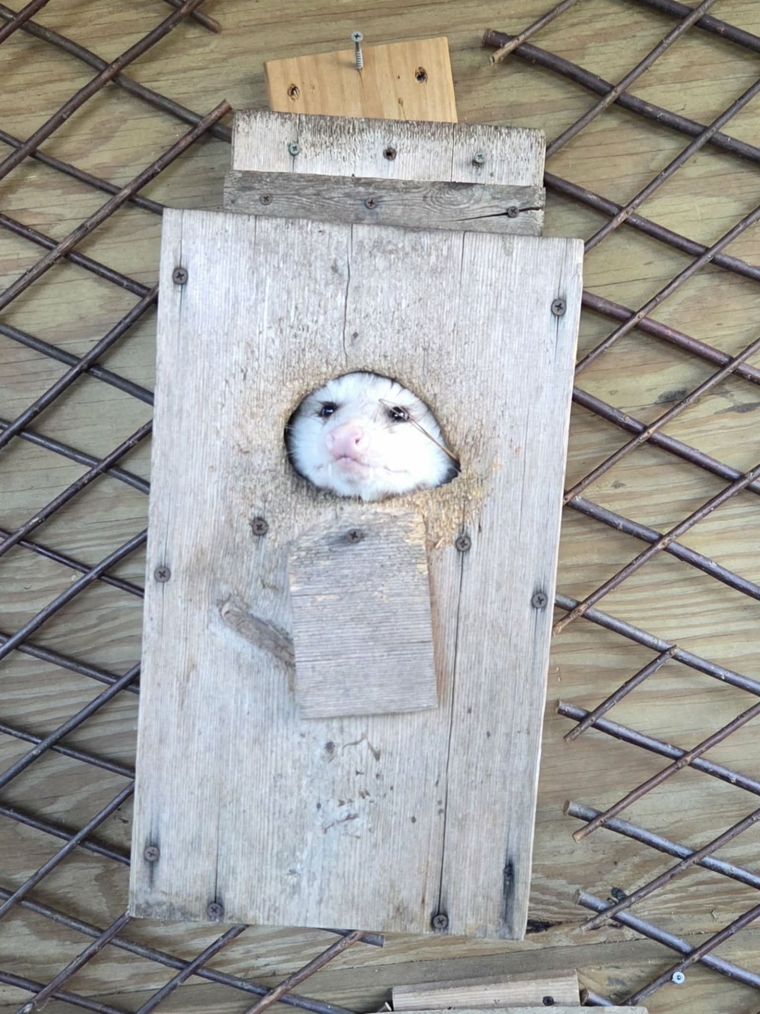 January 1, 2026 - January 18, 2026 - Primarily Possums